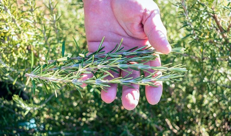 An Introduction to Homeopathy - A Beginners Guide - Ancient Purity ...